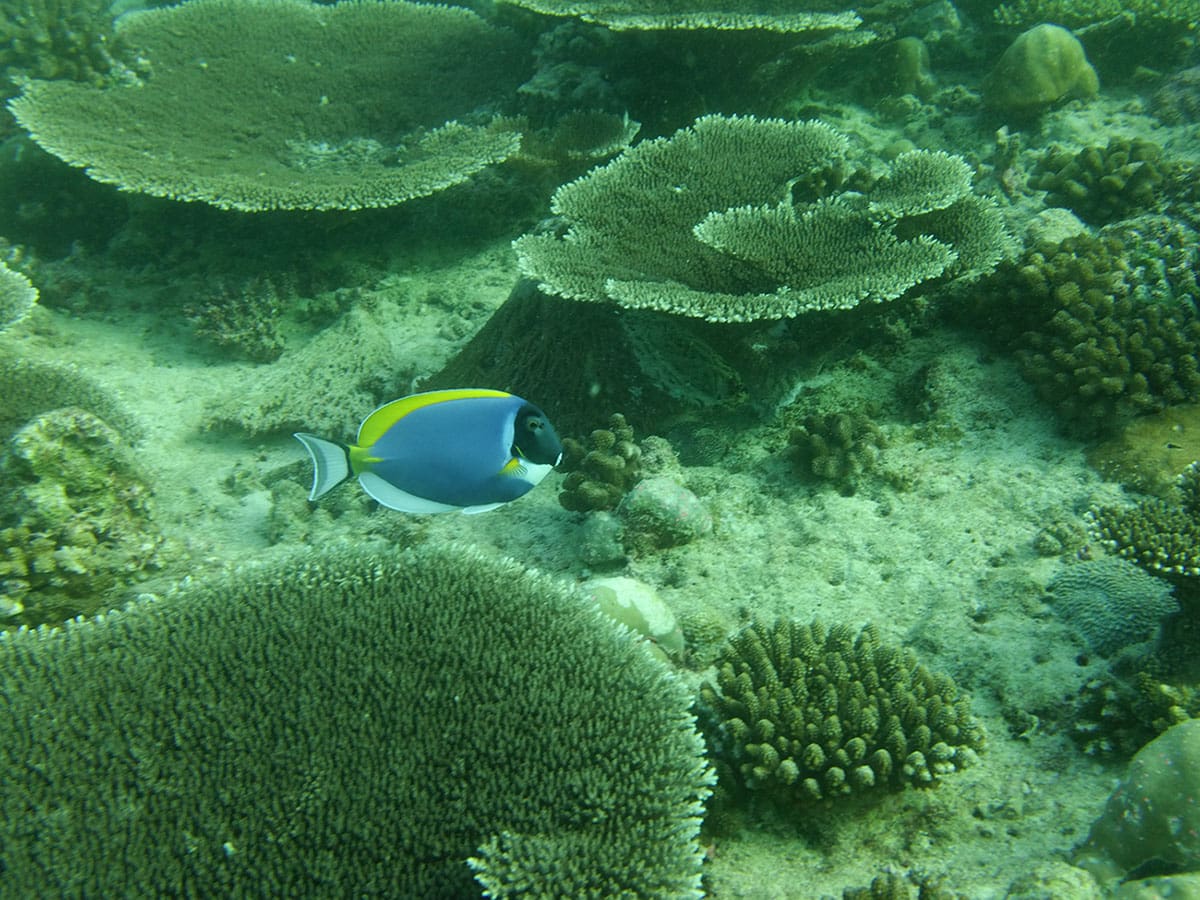 Croisière plongée aux Maldives en petit groupe, magnifique