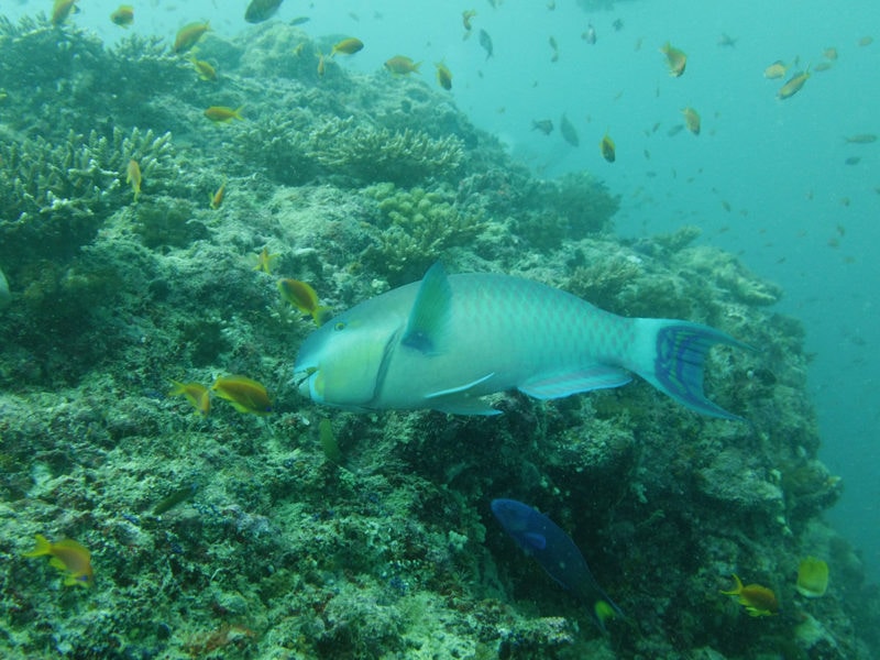 Croisière plongée aux Maldives en petit groupe, magnifique