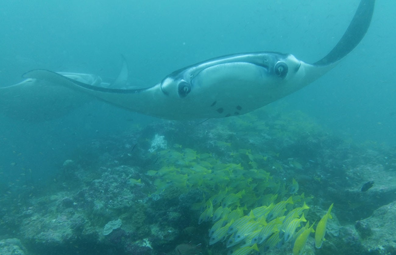 Croisière plongée aux Maldives en petit groupe, magnifique