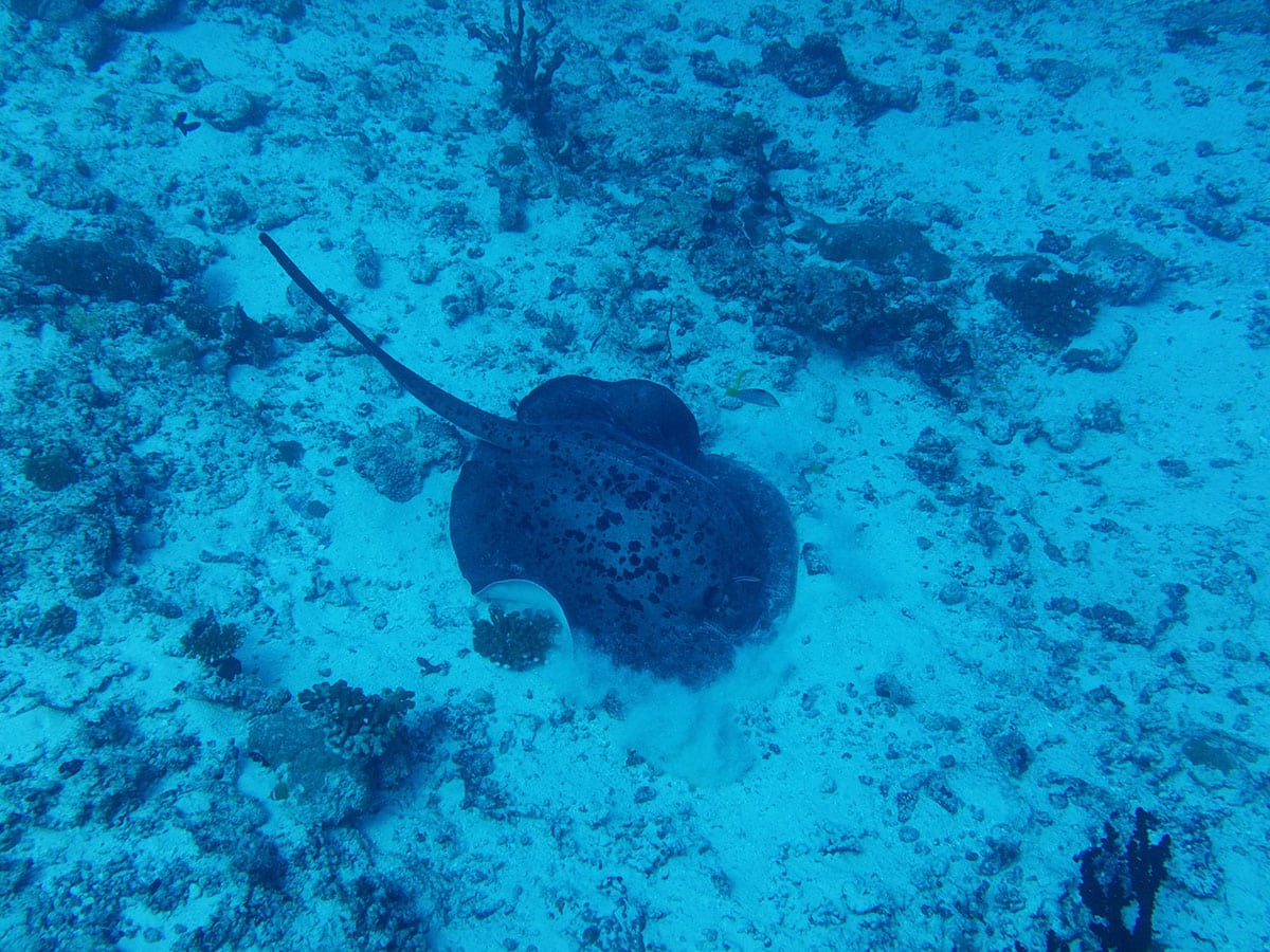 Croisière plongée aux Maldives en petit groupe, magnifique