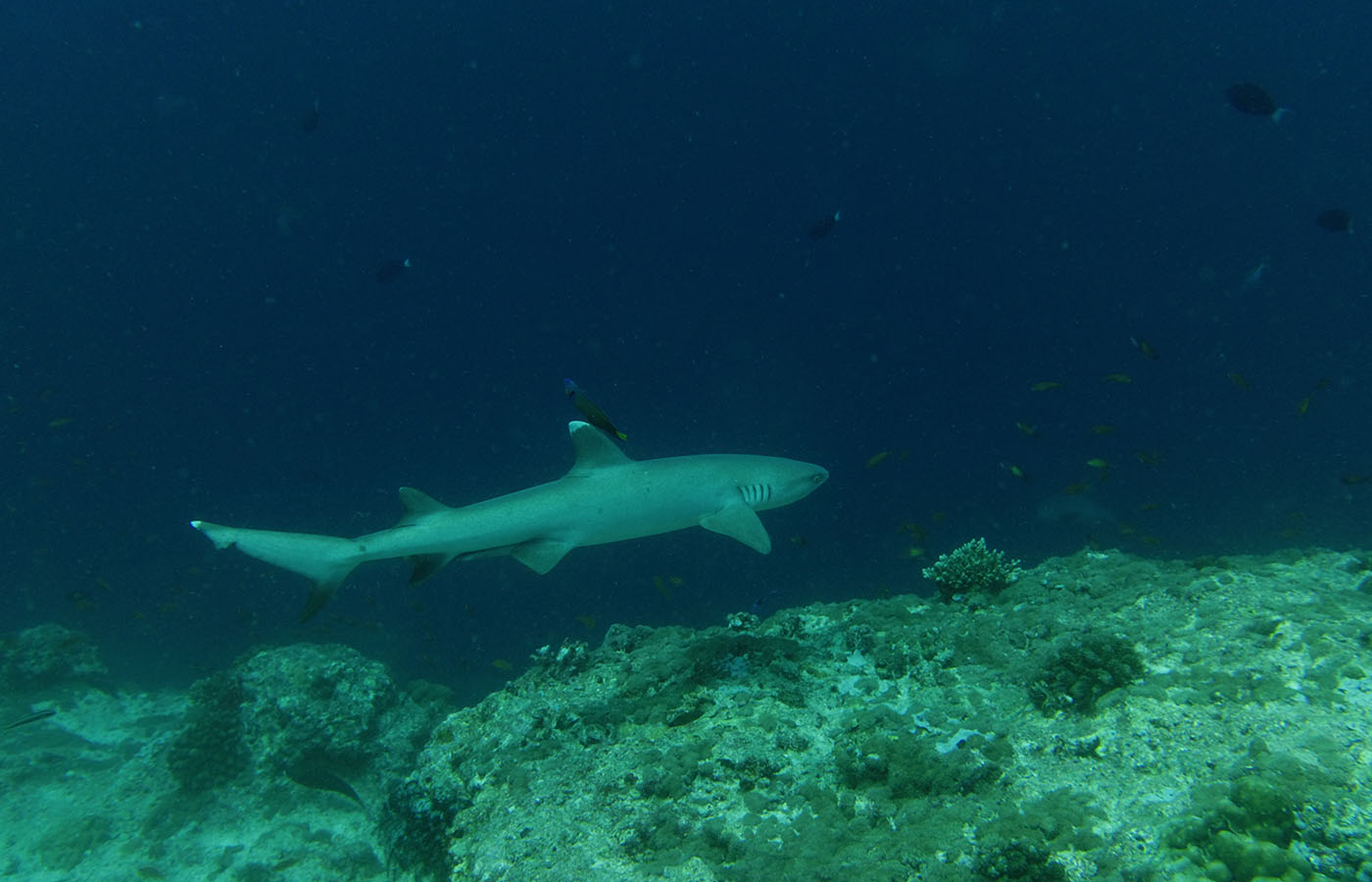 Croisière plongée aux Maldives en petit groupe, magnifique